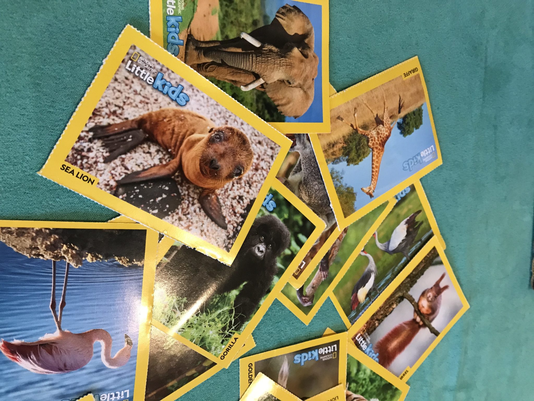 Sea Lions, Giraffes, and Monkey Faced Squirrels, Oh My - Mighty Voice ...